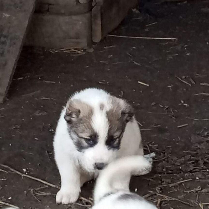 Щенки алабая