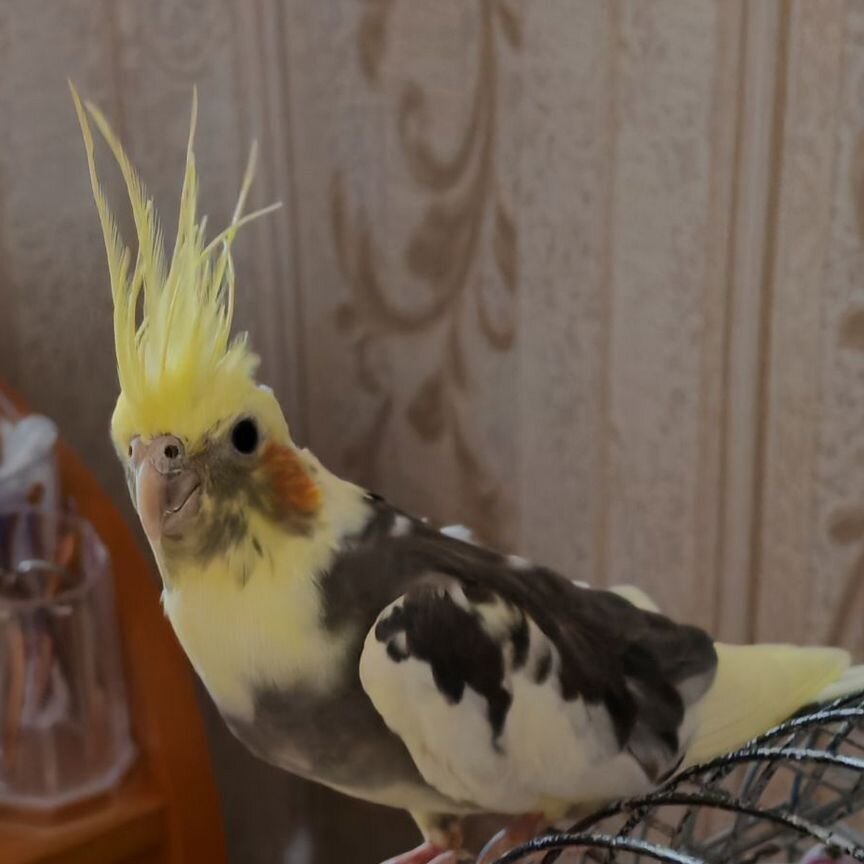 Попугай корелла