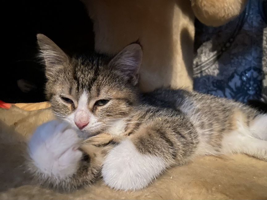 Игривый и потешный котёнок