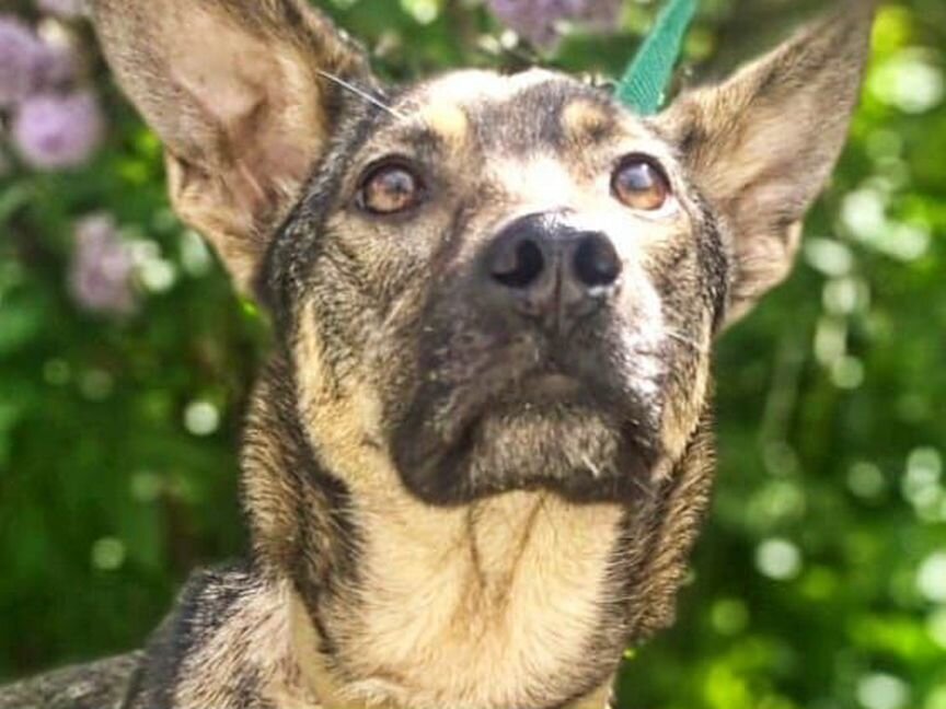 Мелкий худенький пёсик живёт в коридорчике