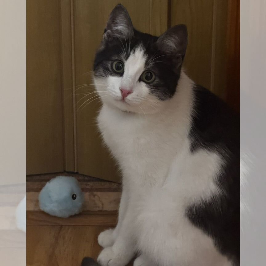 Котёнок в добрые руки