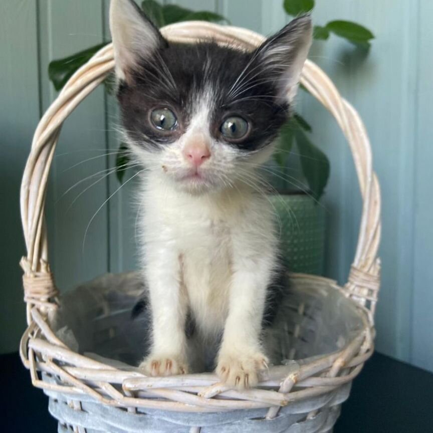 Котенок с пакета бесплатно в добрые руки