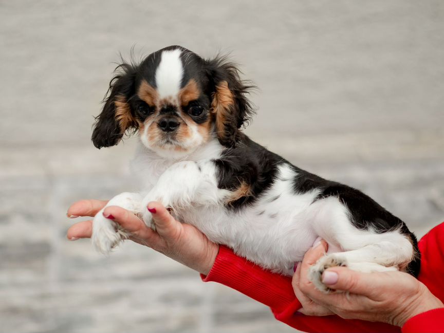 Кинг чарльз спаниель