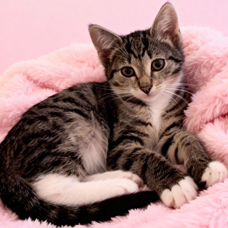 Котёнок в добрые руки