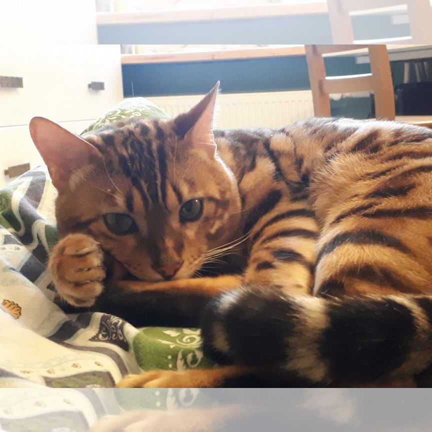 Ищем кошку для вязки