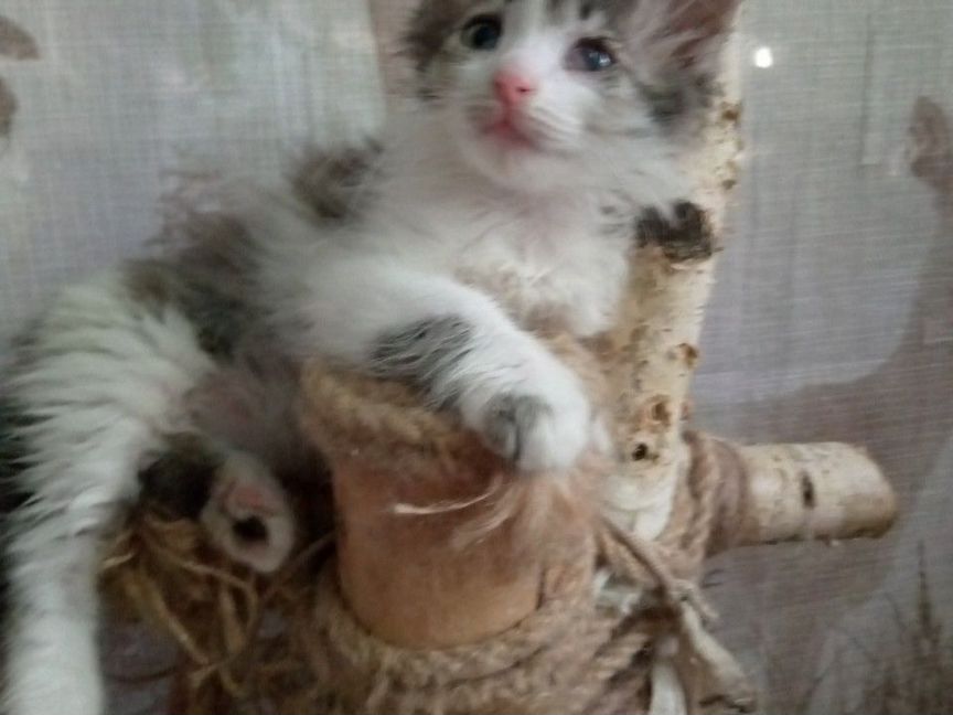 Пушистая малышка ищет дом