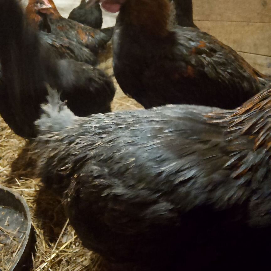 Мараны цыплята