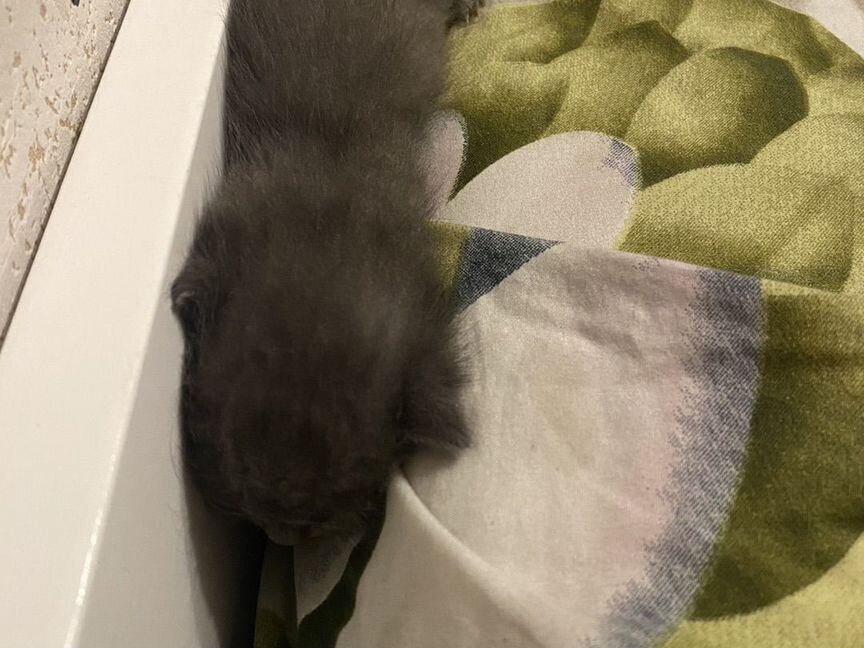 Маленькие котята ищут дом