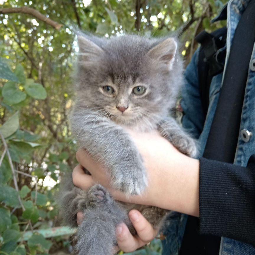 Котята в добрые руки бесплатно