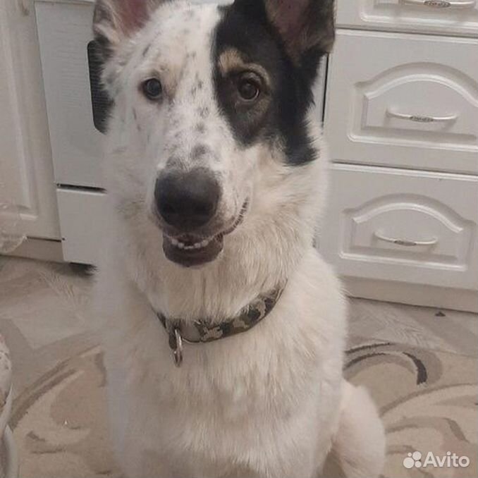 Очень нужен дом красивому молодому парню