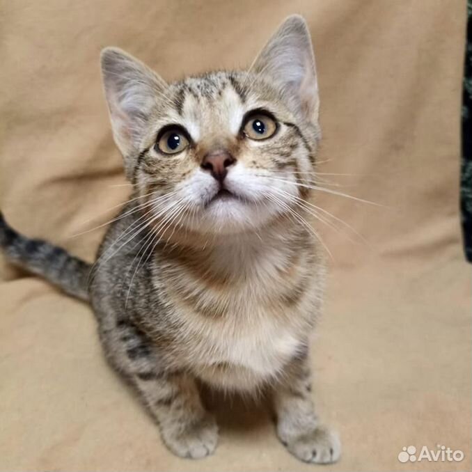 Котята манчкин