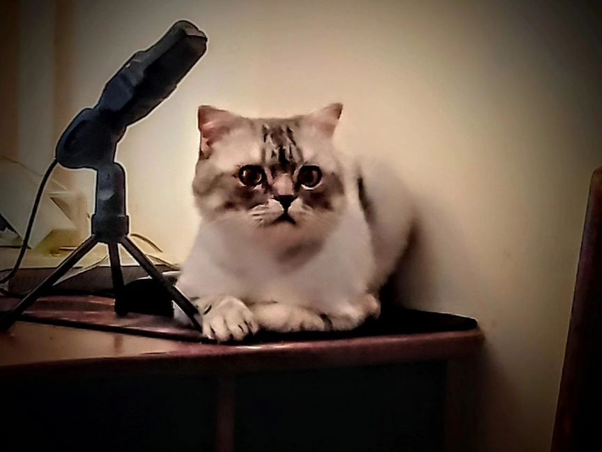 Шотладский кот