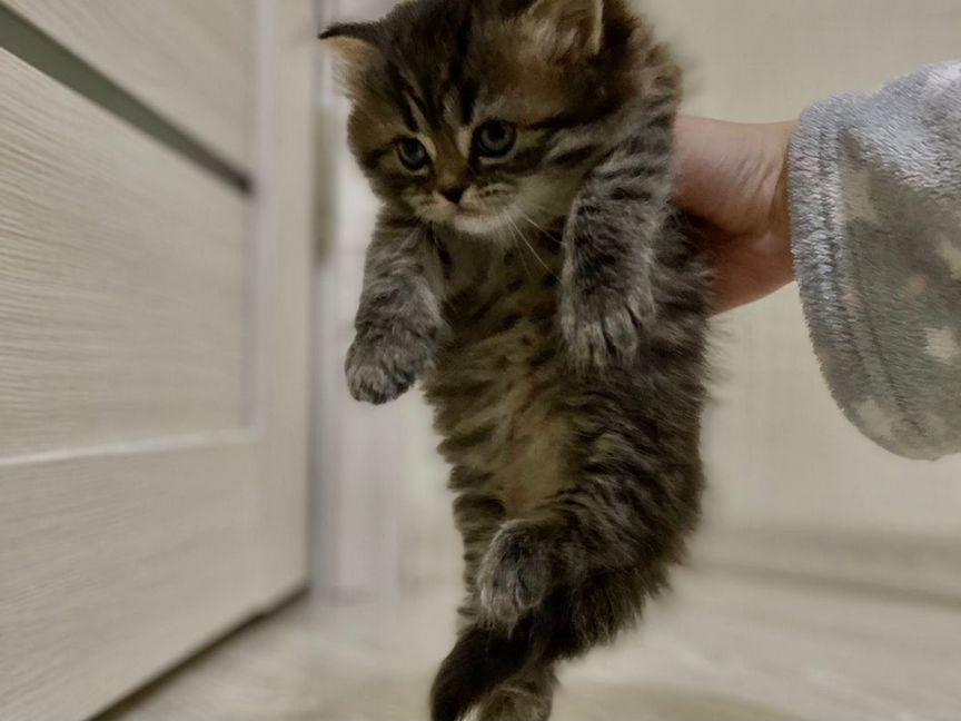 Шотландские вислоухие котята