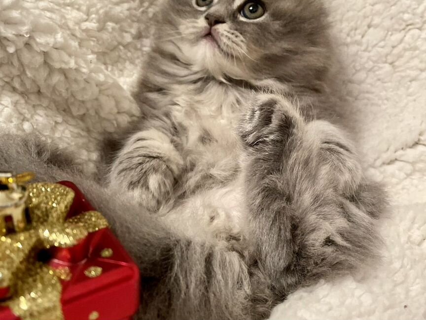 Шотландский котенок Домовенок