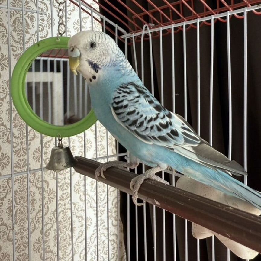 Волнистый попугай девочка