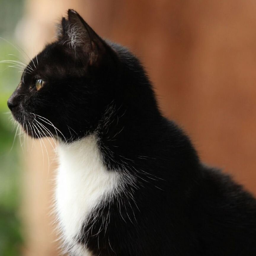 У кошки умерла хозяйка