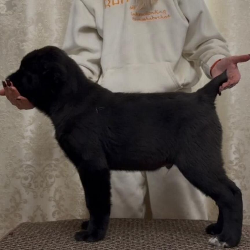 Среднеазиатская овчарка, щенок