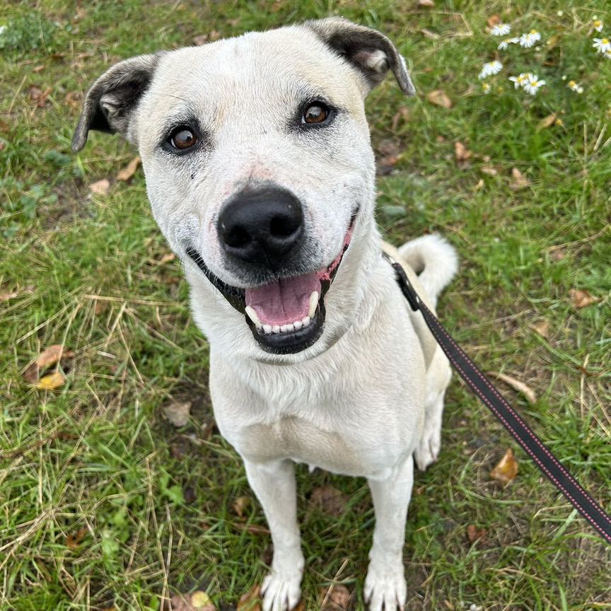 Собака Илай ищет семью