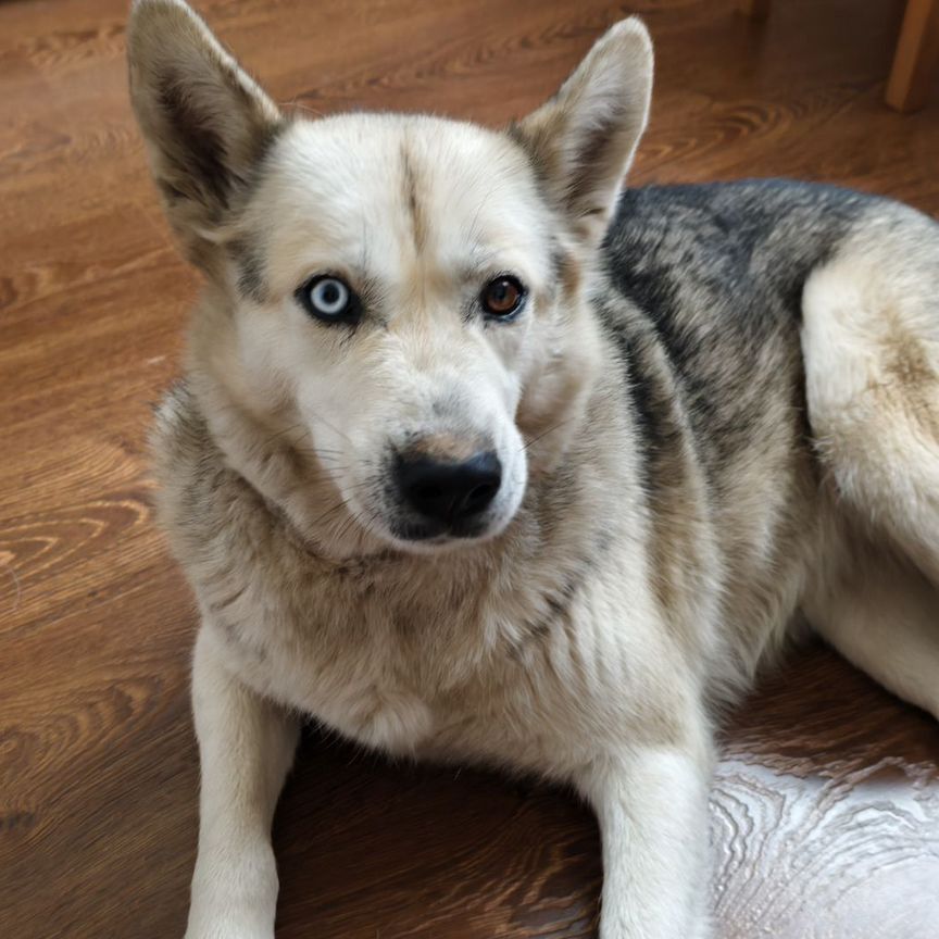 Взрослая собака в добрые руки