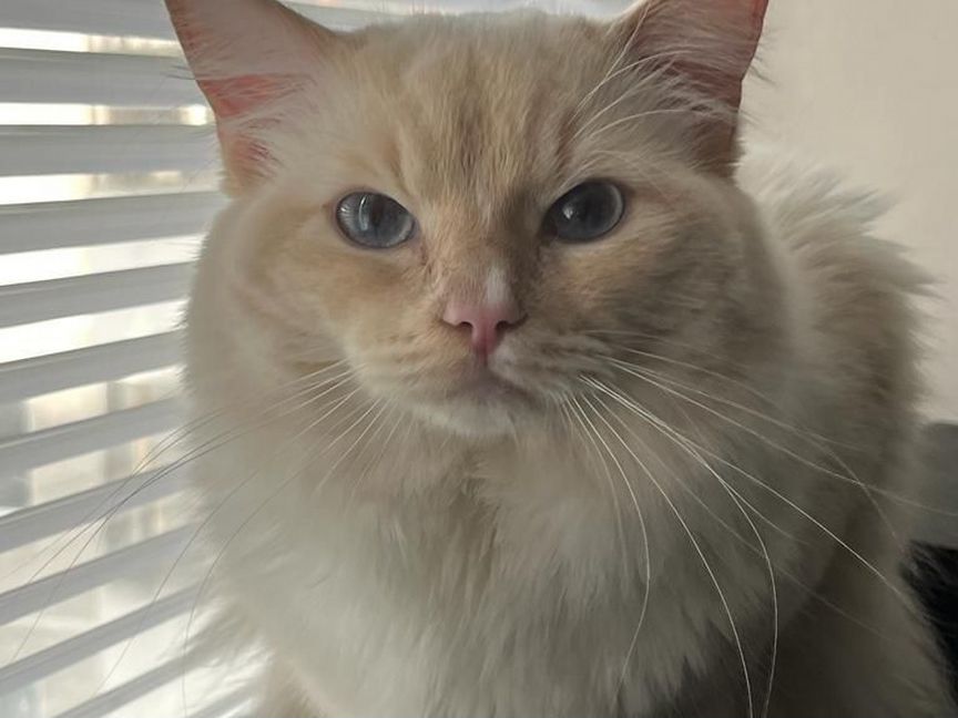 Кот рэгдолл вязка ragdoll