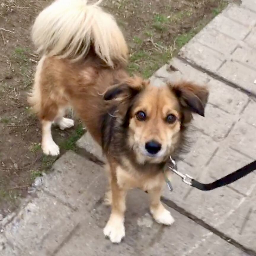 Рыженькое солнышко в дар