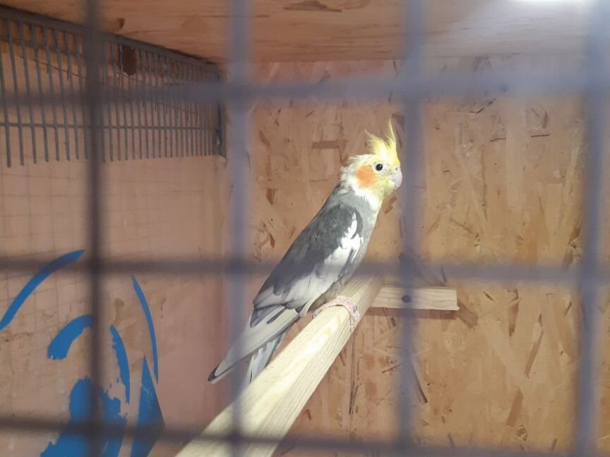 Попугай корелла