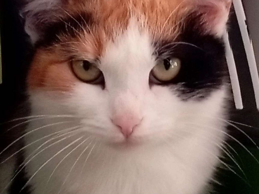 Кошки в добрые руки бесплатно