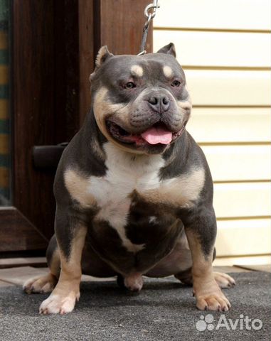 Алиментные девочки американского булли