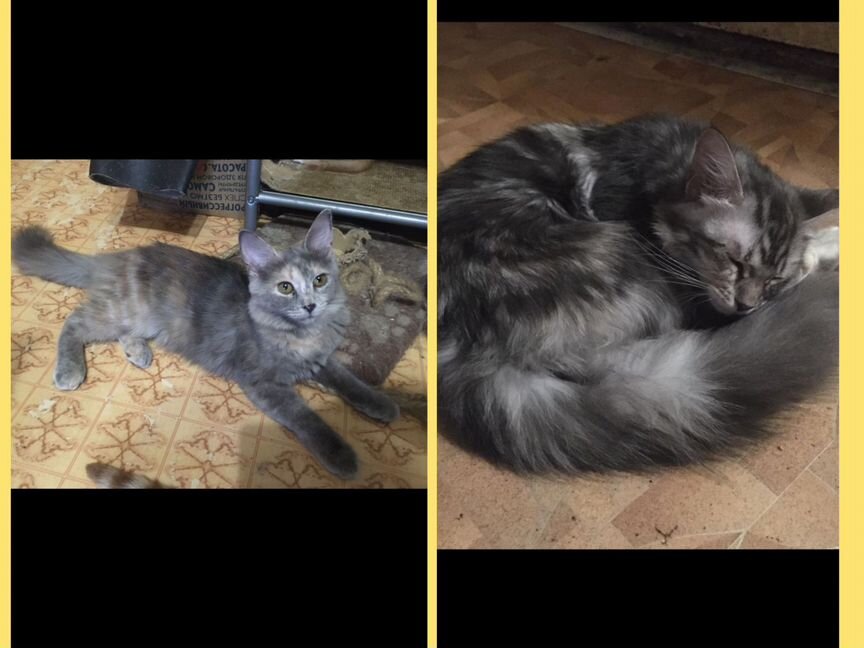 Кошечки сестрички