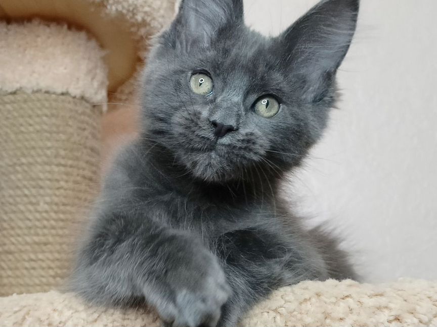 Котята мейн-кун