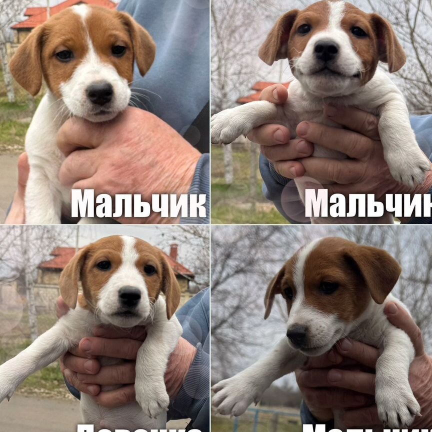 Щенки джек рассел терьер