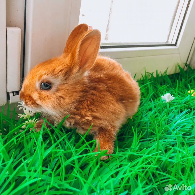 Карликовый кролик - королевский