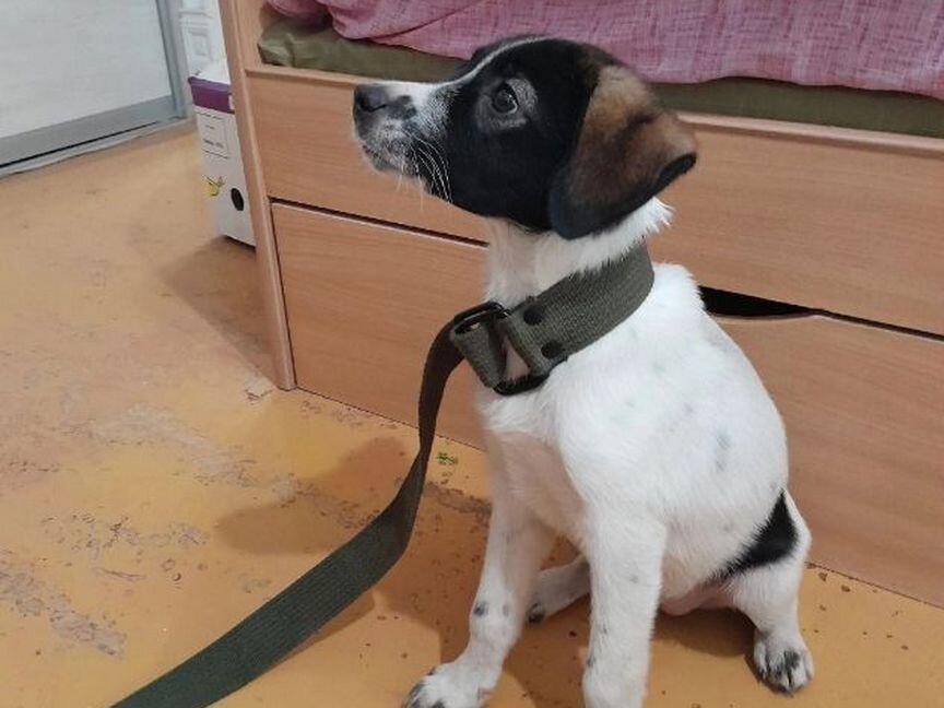 Щеночек ищет дом