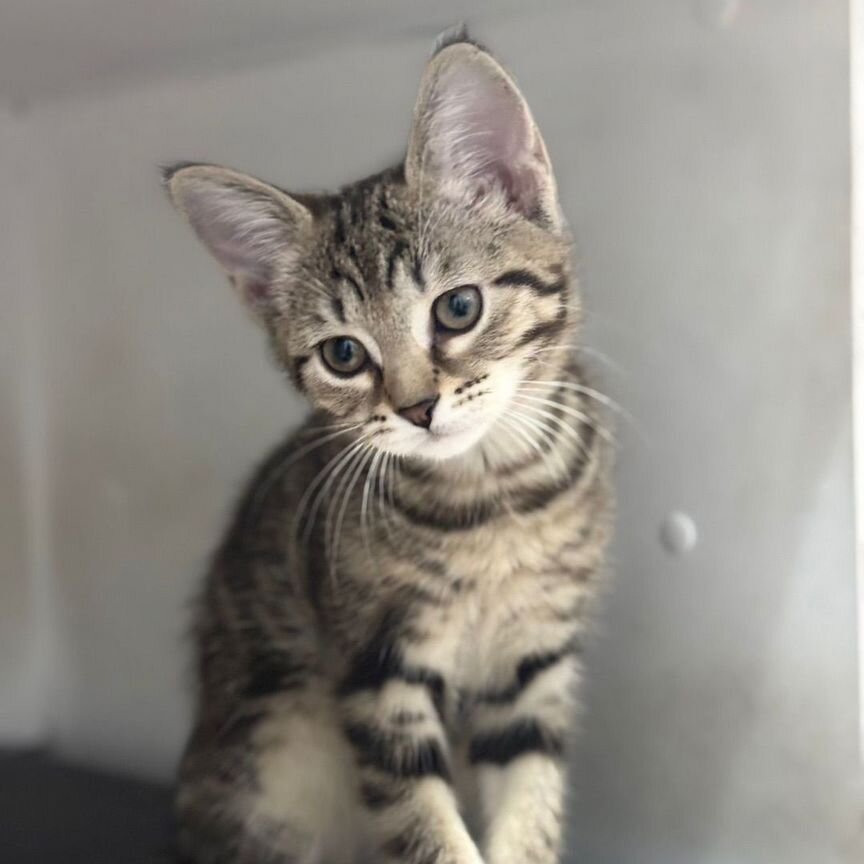 Шотландская страйт