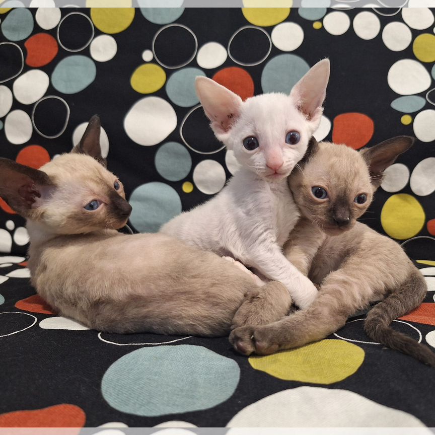 Котята корниш рекс