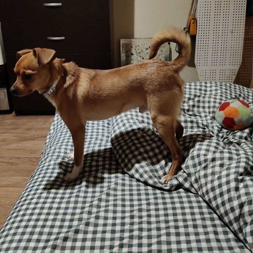 Русский той-терьер, взрослый пёс