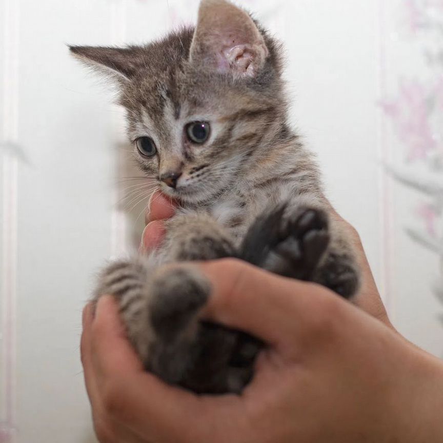 Котёнок в добрые руки