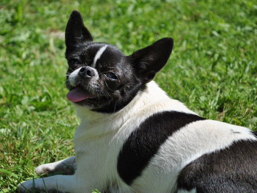 Отдам девочку чихуахуа