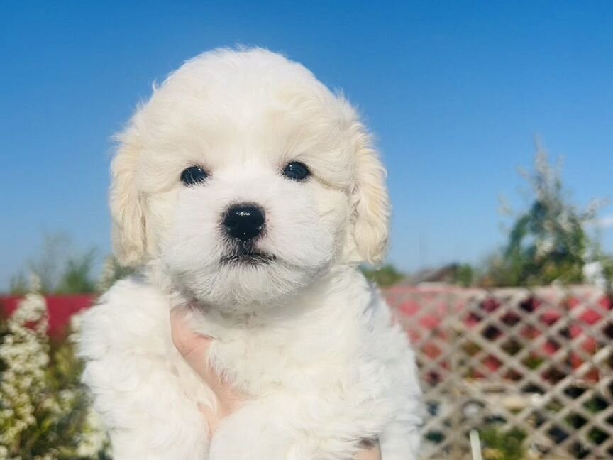 Великолепные бишон фризе