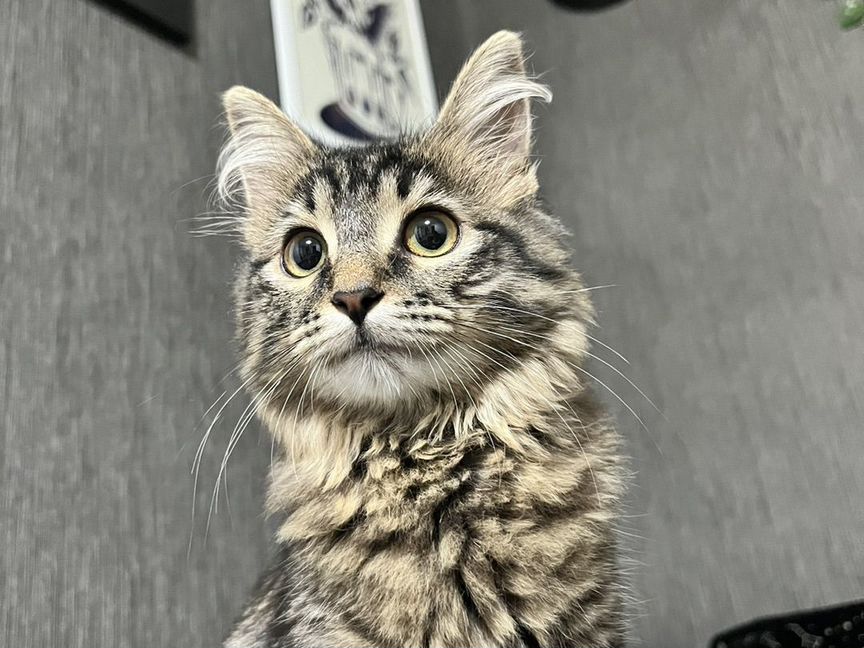 Котенок в добрые руки бесплатно