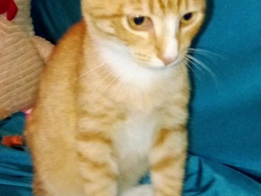 Мальчик - красавчик ищет дом