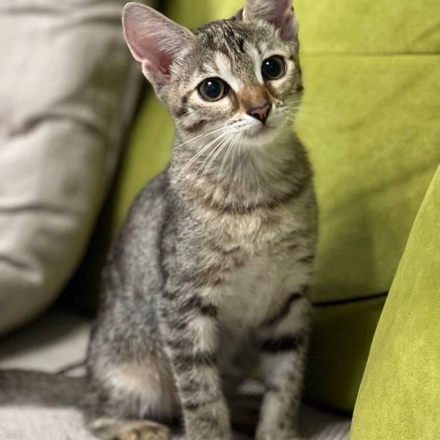 Котенок в добрые руки