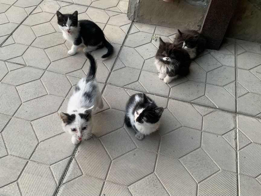 Отдам маленьких котят в хорошие руки бесплатно