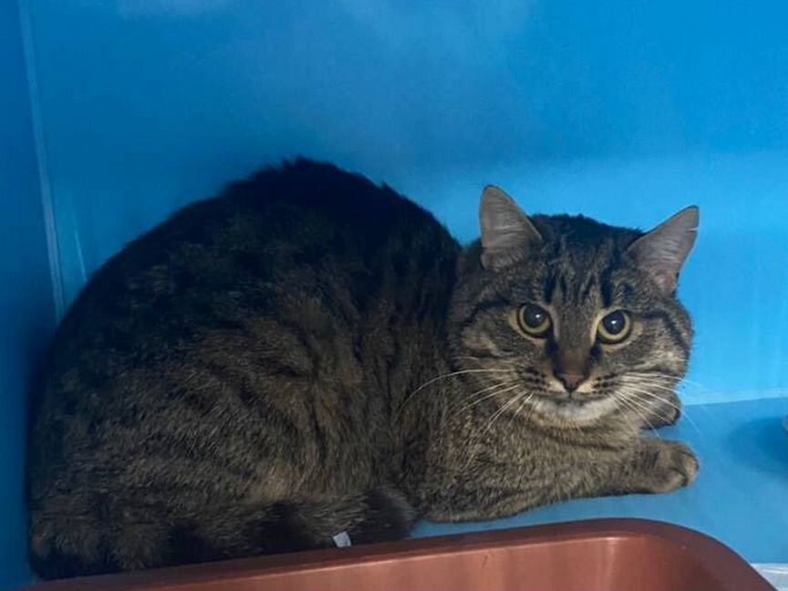 Котик Енисей