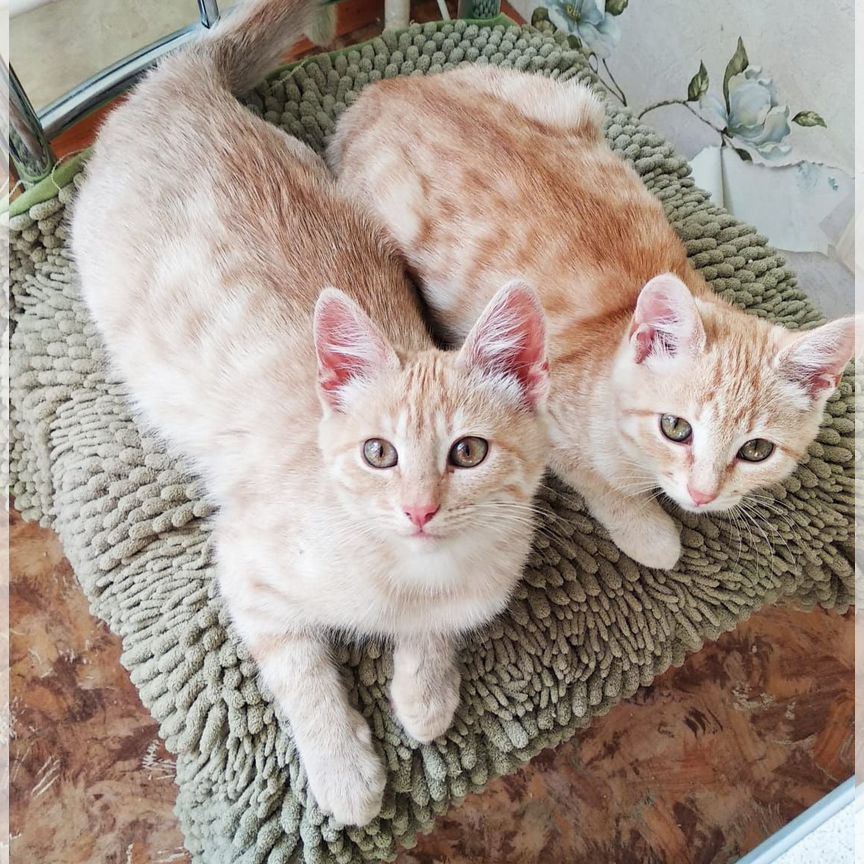 Котята