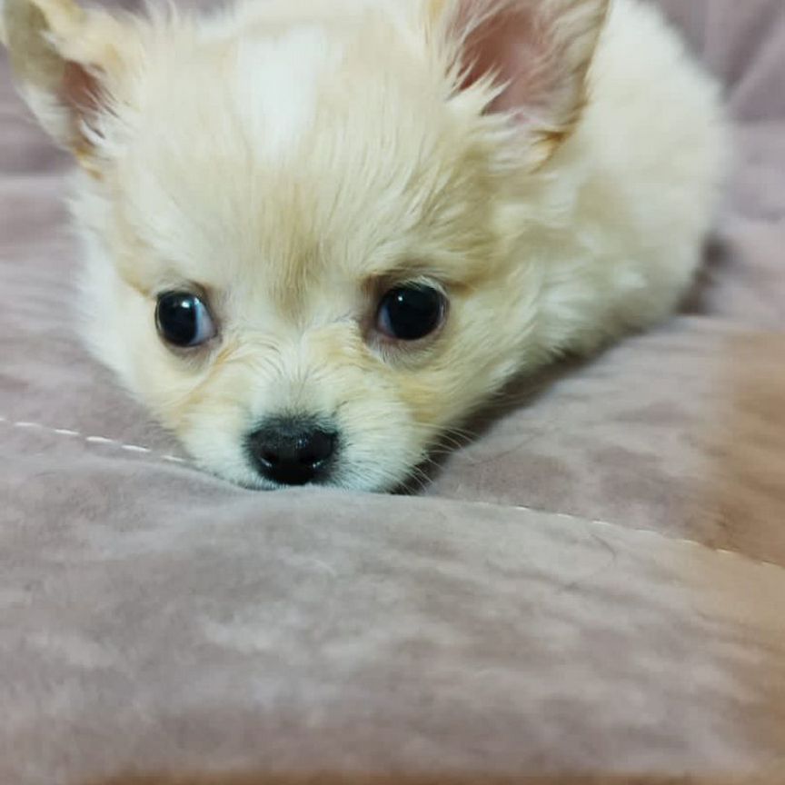 Щенки чихуахуа