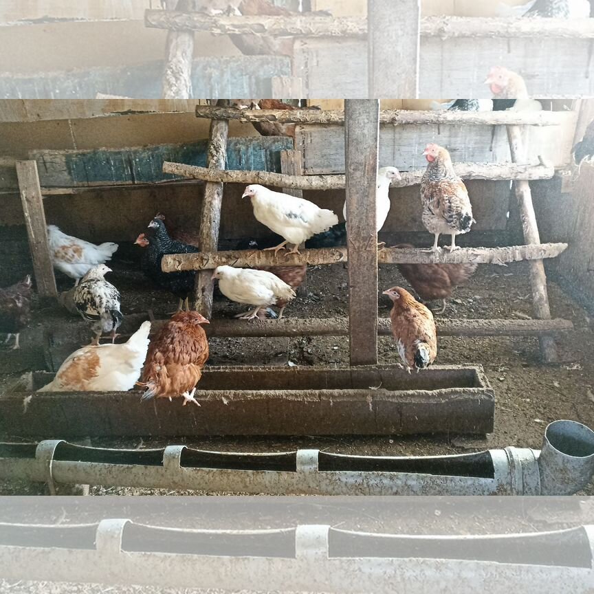 Куры несушки домашние