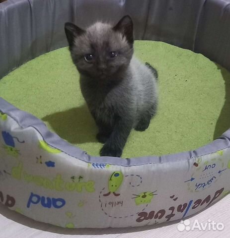 Кошки в добрые руки