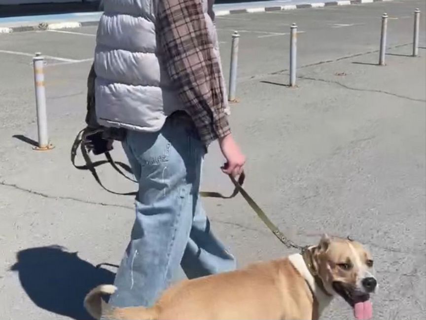 Стаффордширский терьер