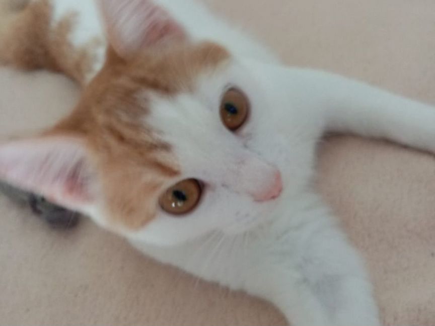 Кошечки-красавицы в добрые руки